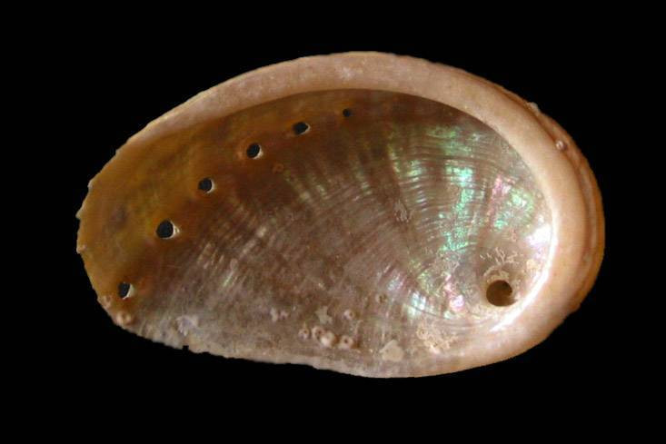 Seashells - Gastropods - Green Ormer, interior