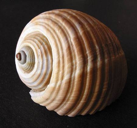 Seashells - Gastropods - Giant Tun