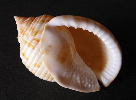 Seashells - Gastropods - Bonnet Shell