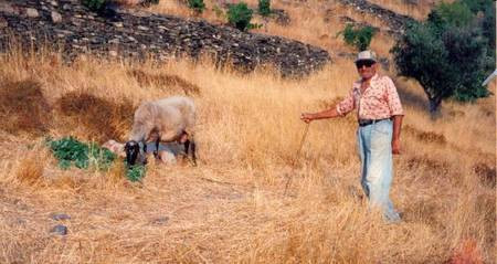 Working Life - Man and sheep