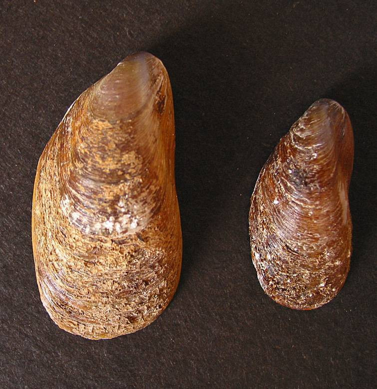 Seashells - Bivalves - Bearded Horse Mussels