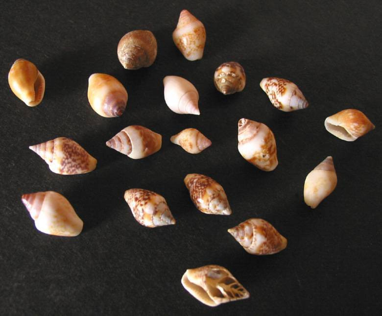 Seashells - Gastropods - Rustic Dove Shells