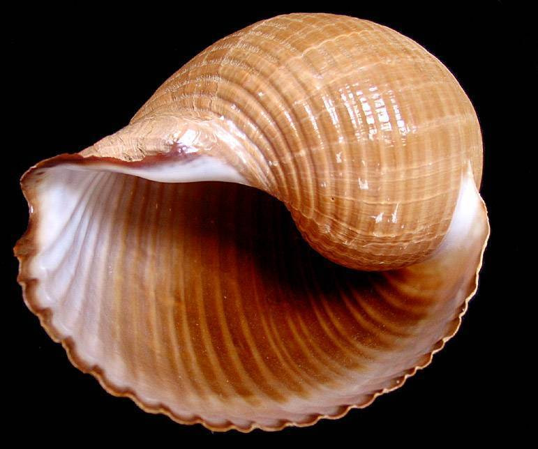Seashells - Gastropods - Giant Tun aperture