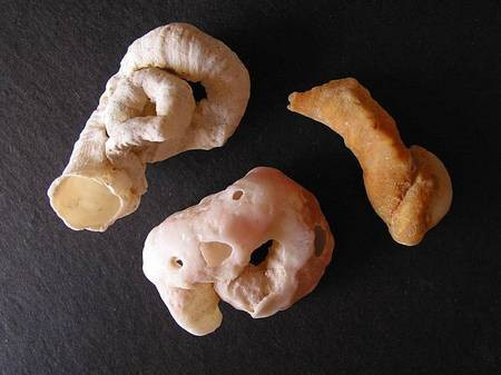 Seashells - Gastropods - Giant Worm Shells