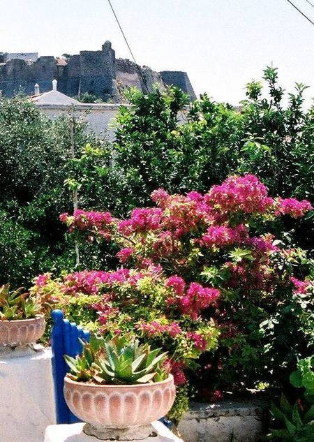 Modern Landscapes - Hora flowers