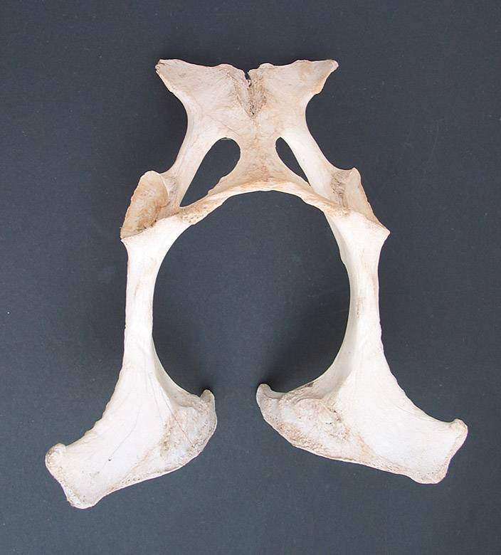 Mammals - Donkey Hip-bone