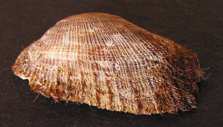 Seashells - Bivalves - Bearded Ark