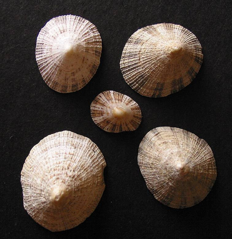 Seashells - Gastropods - Rustic Limpets