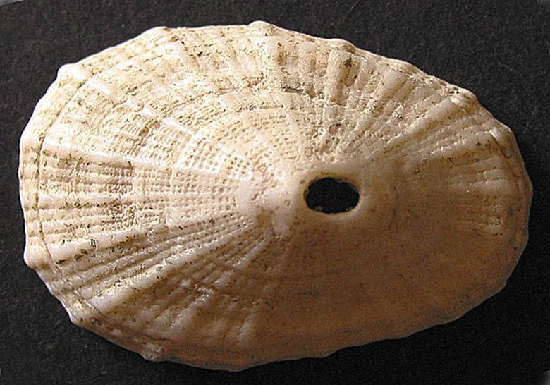 Keyhole Limpet Shell