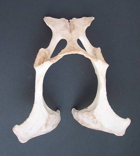 Mammals - Donkey Hip-bone