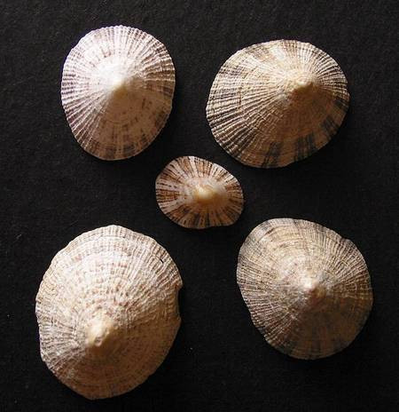 Seashells - Gastropods - Rustic Limpets