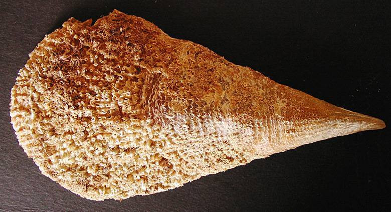 Seashells - Bivalves - Noble Fan Mussel