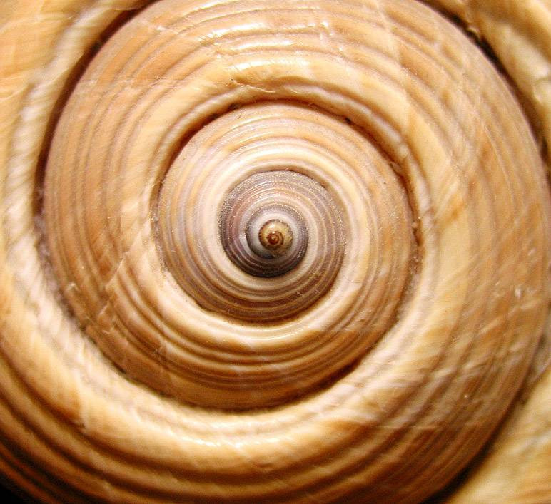 Seashells - Gastropods - Giant Tun, detail