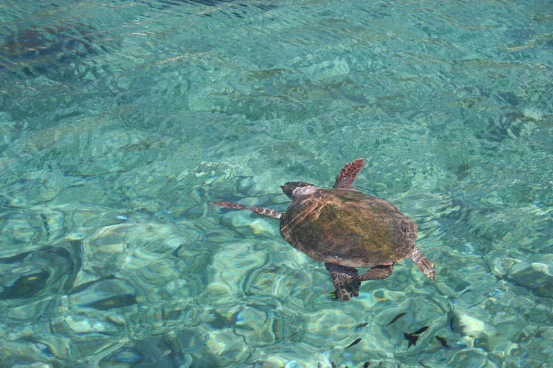 Nature - kapsali resident