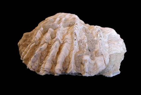 Fossils - Adriatic Oyster shell