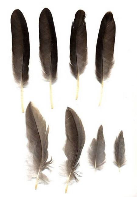 Birds - Heron Feathers