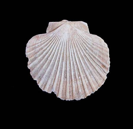Fossils - Scallop Shell