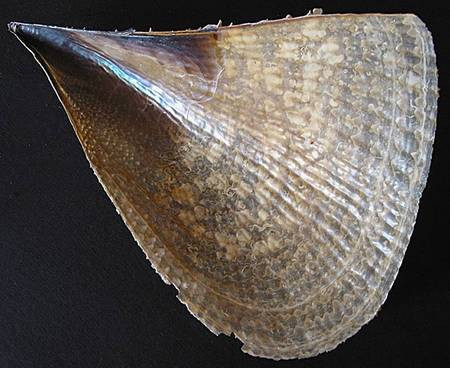 Seashells - Bivalves - Fan Mussel interior