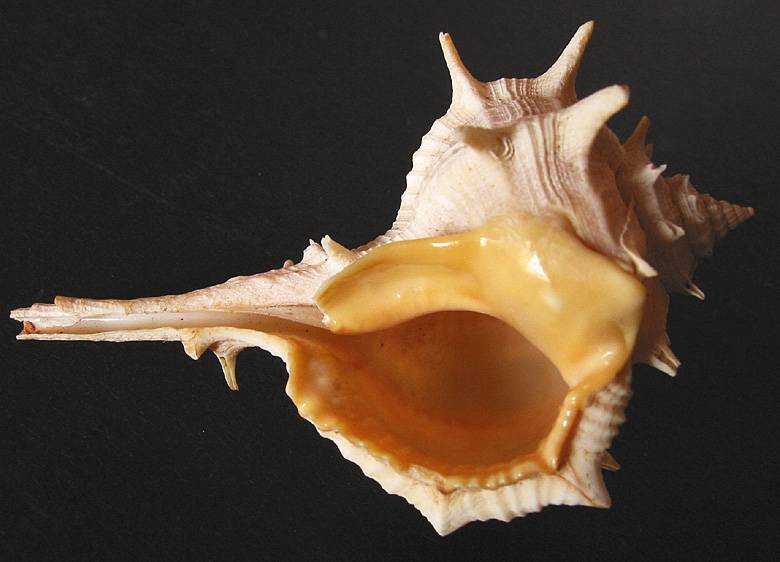 Seashells - Gastropods - Spiny Murex