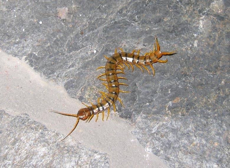 Nature - Scolopendra