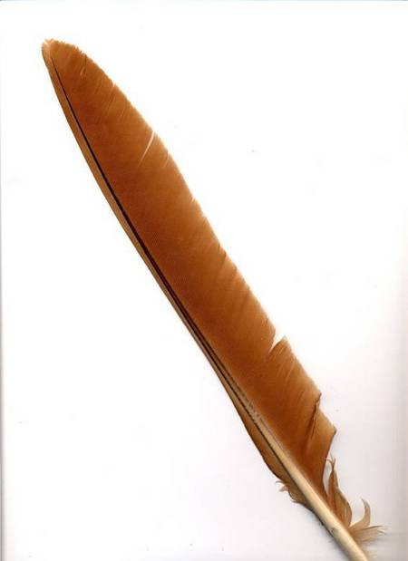 Birds - Big red feather