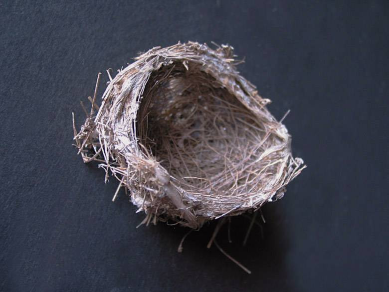 Smallest Bird Nest