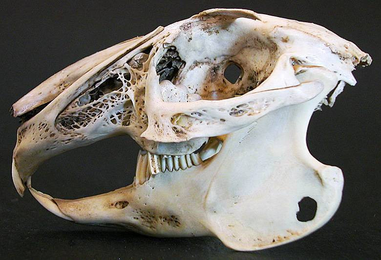 rabbit skull teeth