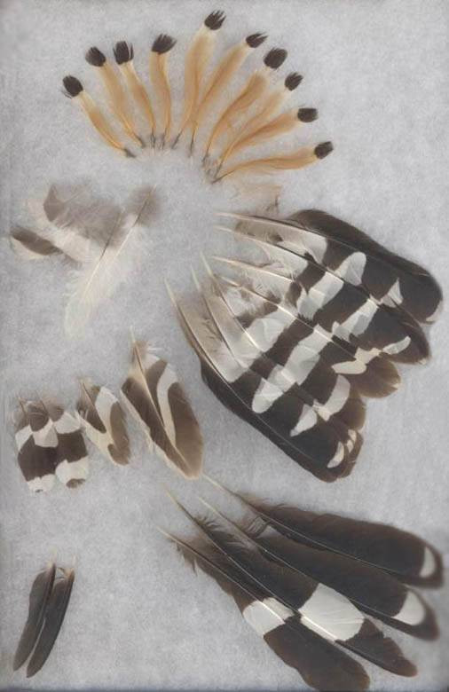 Birds - Hoopoe feathers