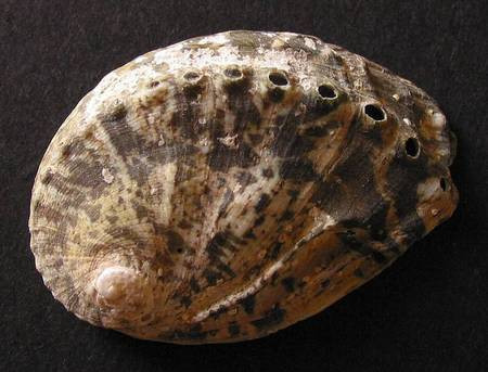 Seashells - Gastropods - Common Ormer