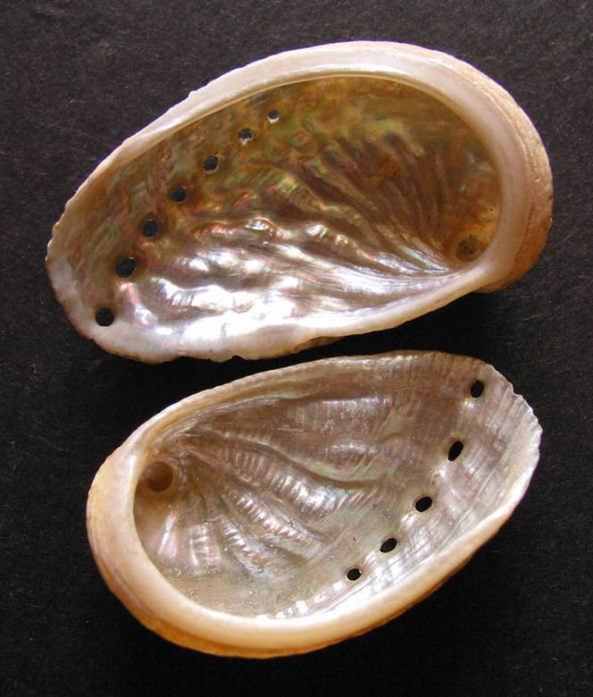 Seashells - Gastropods - Common Ormers, interior