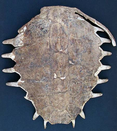 Reptiles & Amphibians - Loggerhead Turtle Shell