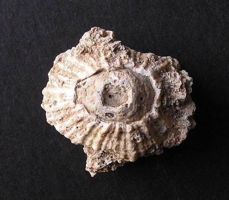 Fossils - Limpet