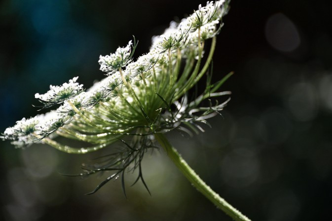 Nature - Fennel seed pods in full bloom