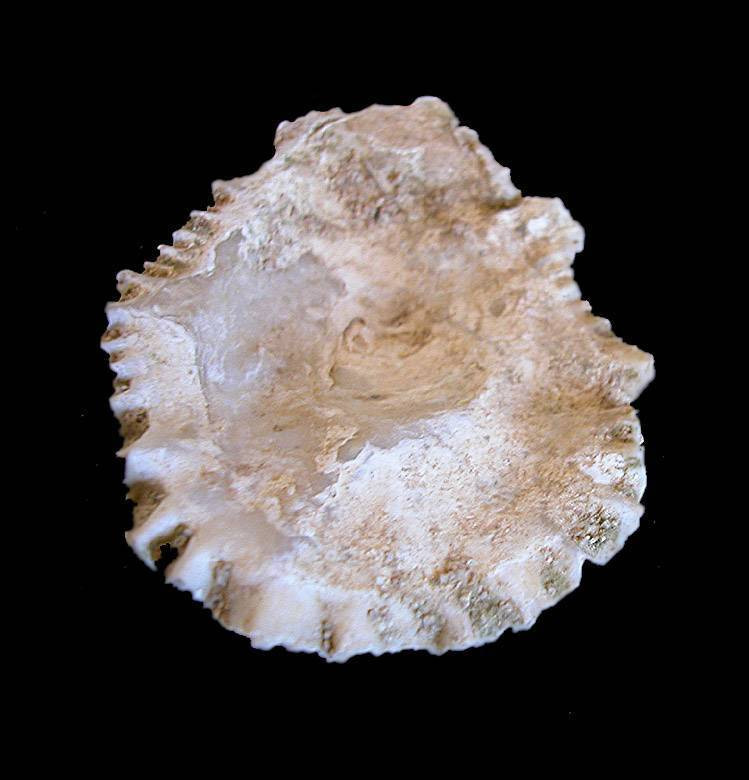 Fossils - Common Oyster shell