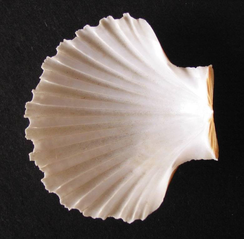 Seashells - Bivalves - St James Shell, interior