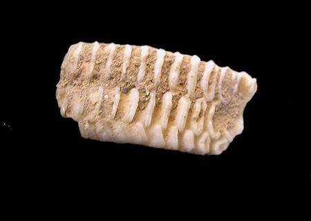 Fossils - Fish tooth